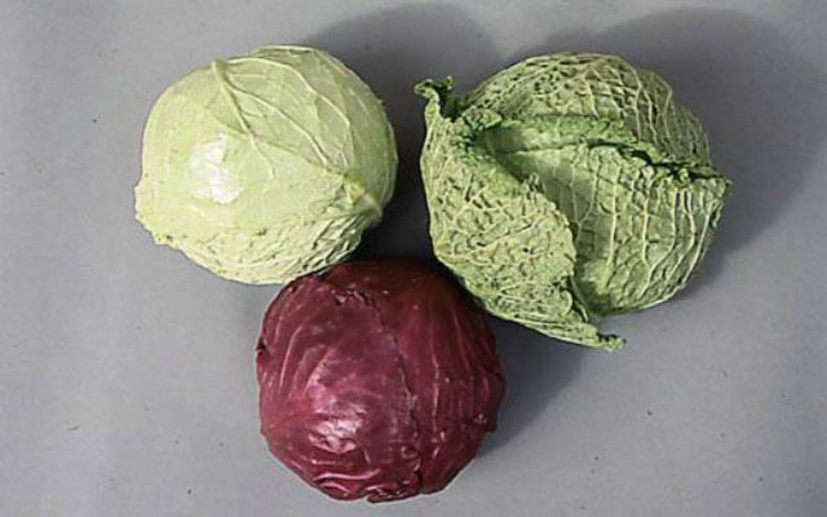 Receta de Repollo Guisado