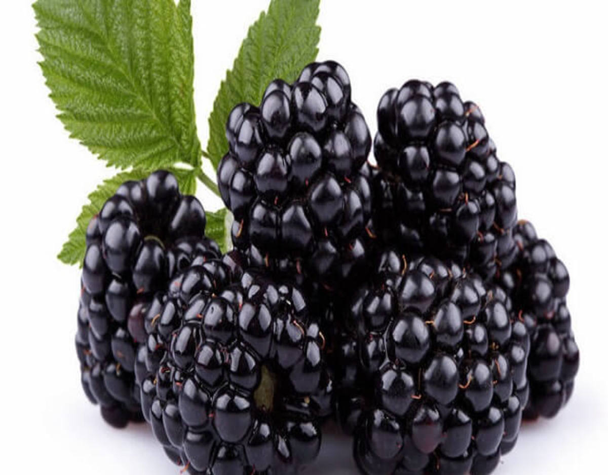 Receta de Licor de moras - Cócteles y Bebidas - QueApetito.com