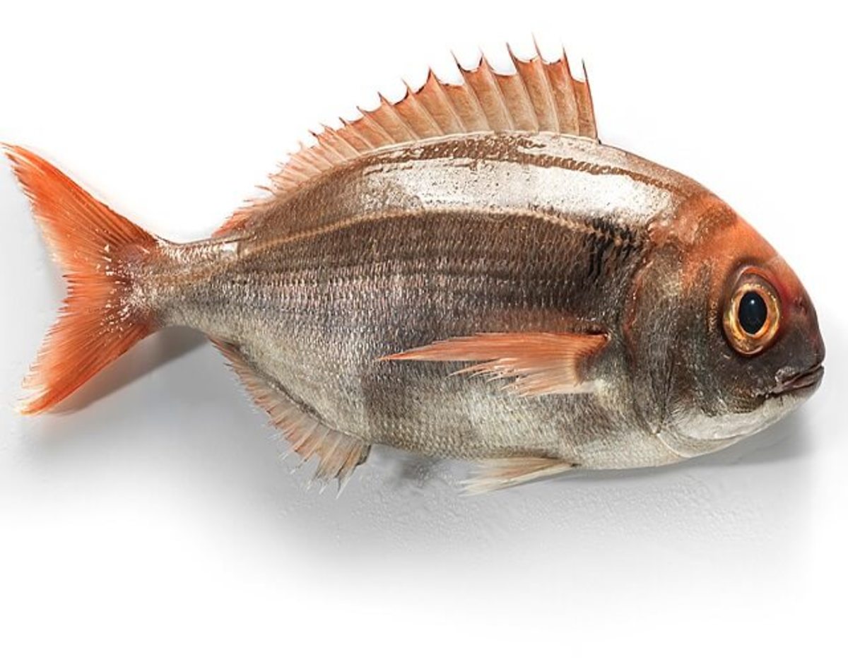 Receta de Besugo al horno fácil de preparar