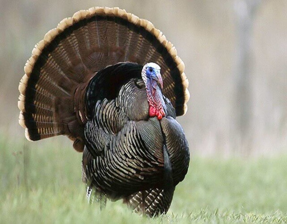 Receta de Pavo relleno asado