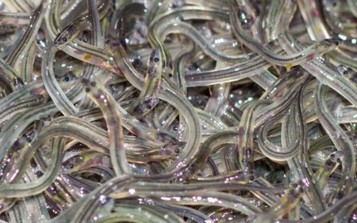 Receta de Gulas al ajillo