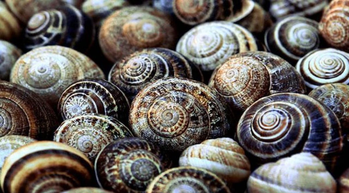 Receta de Caracoles en Salsa