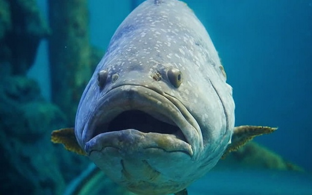 Receta de Mero a la parrilla