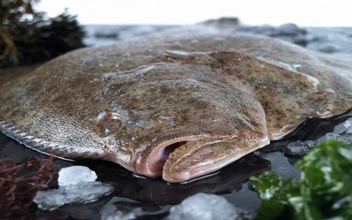 Receta de Rodaballo a la gallega