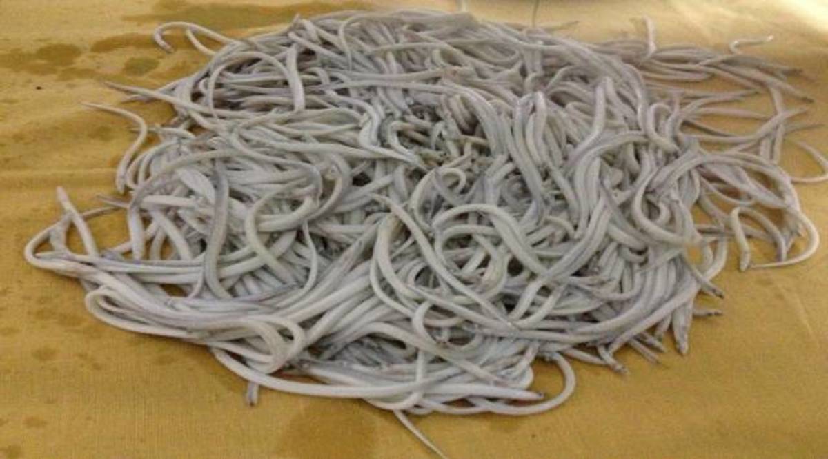 Receta de Ensalada Templada de Gulas y Gambas