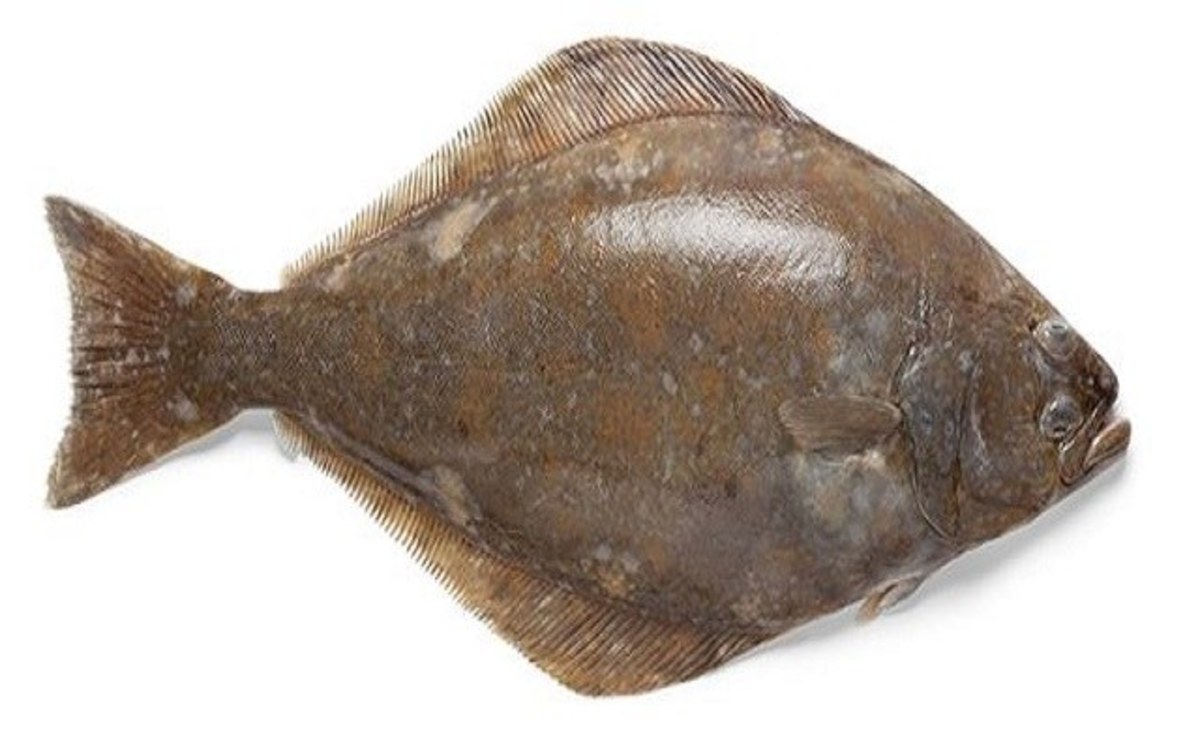 Receta de Filetes de fletán encebollados