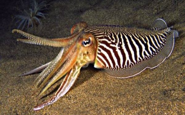 Receta de Sepia encebollada fácil