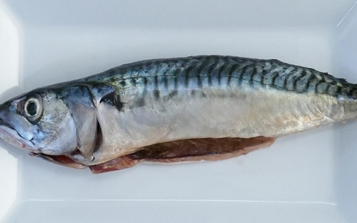 Receta de Caballa a la plancha