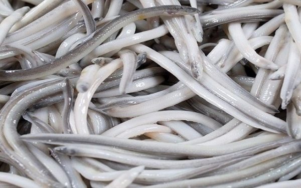 Receta de Tostada de angulas