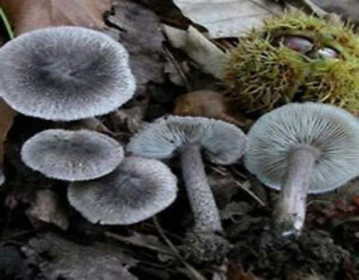 Receta de Sopa de fredolics