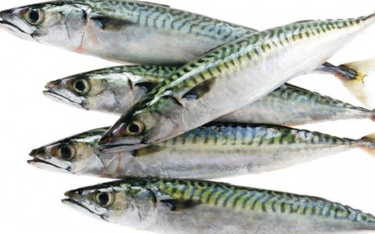 Receta de Verdel a la plancha con vinagreta templada de tomate