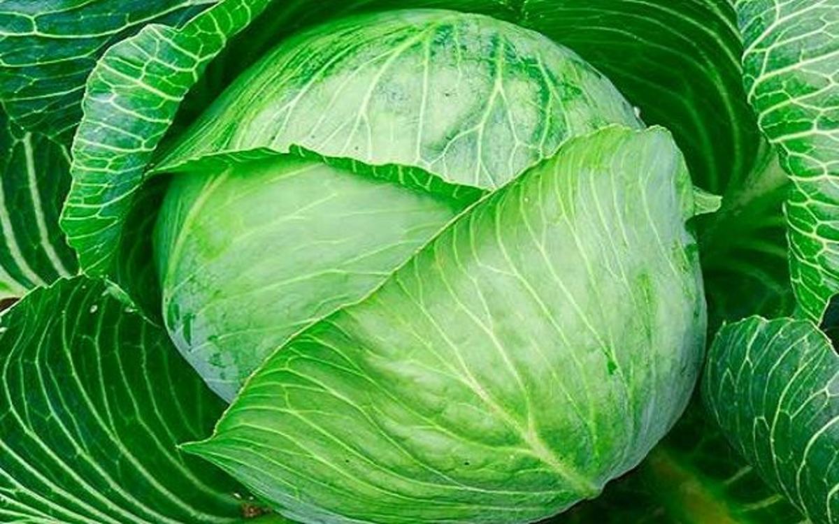 Receta de Ensalada de col con queso